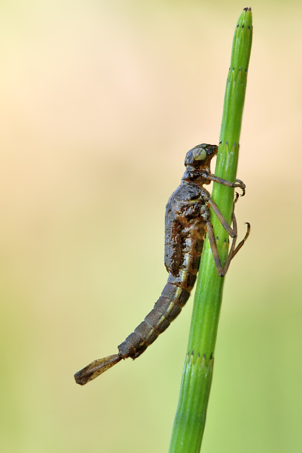 die Verankerung einer Libellenlarve Foto & Bild | natur, insekten ...