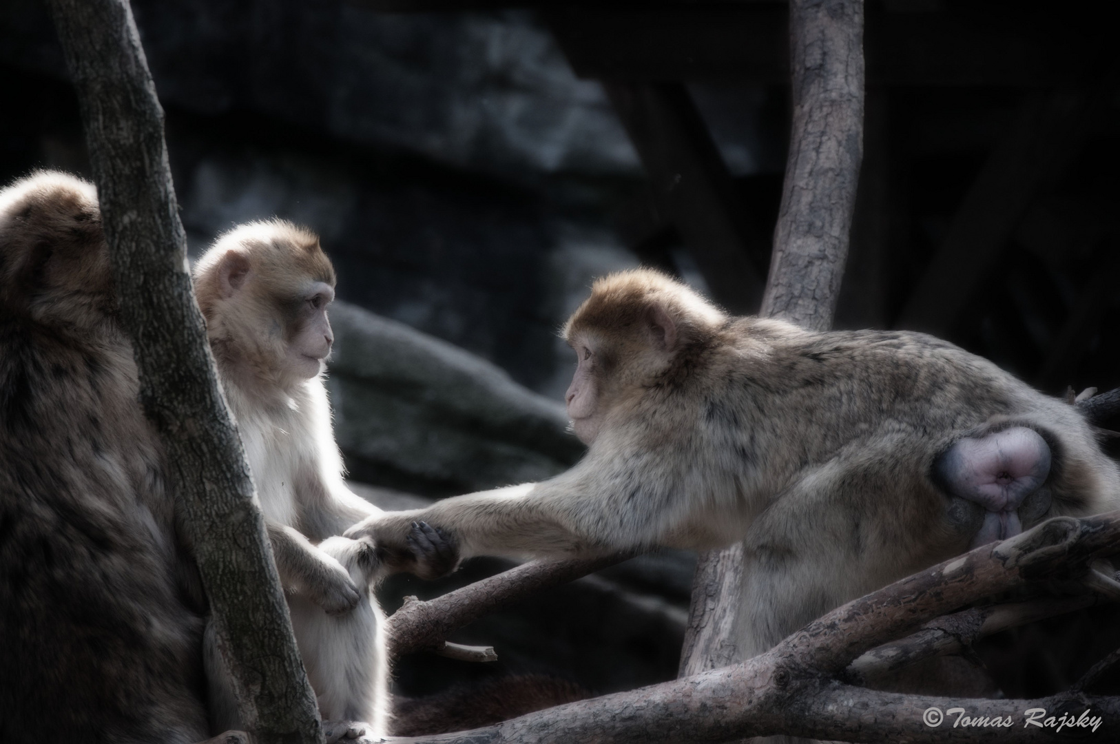 Die Versöhnung ! Foto & Bild | tiere, zoo, wildpark & falknerei ...