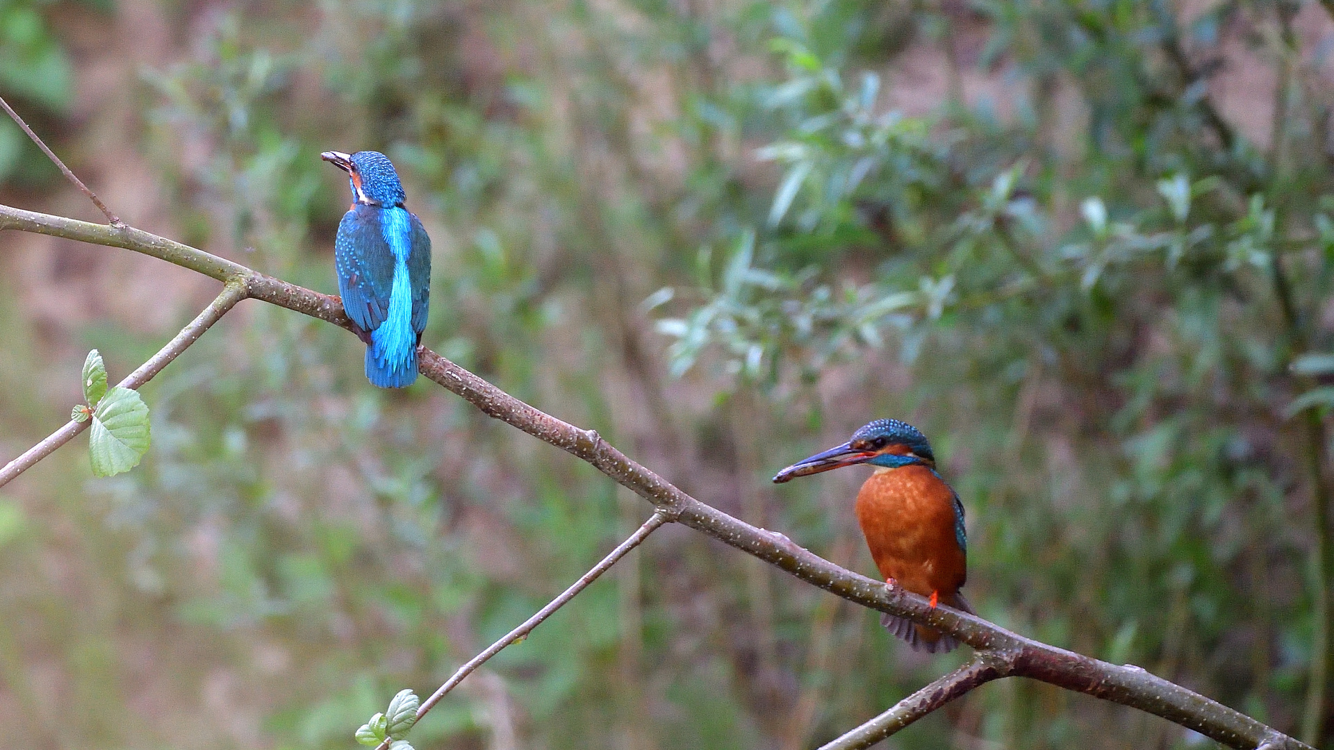 Die Versorgung ist gesichert Foto & Bild | tiere, wildlife, wild ...