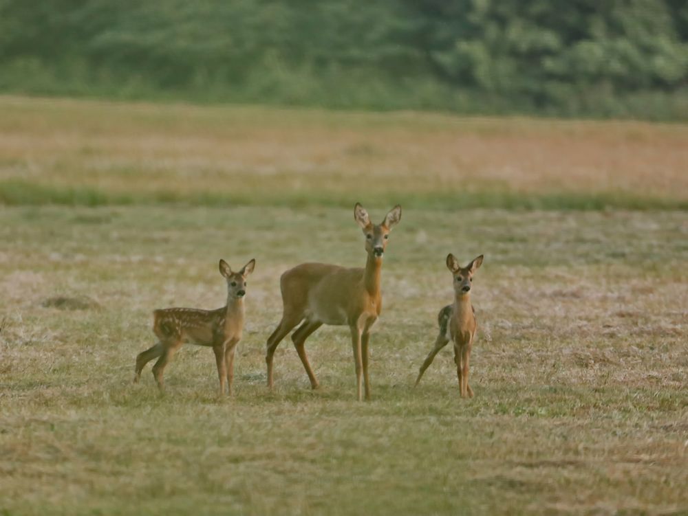 Die vertraute Ricke Foto & Bild | tiere, wildlife, säugetiere Bilder ...