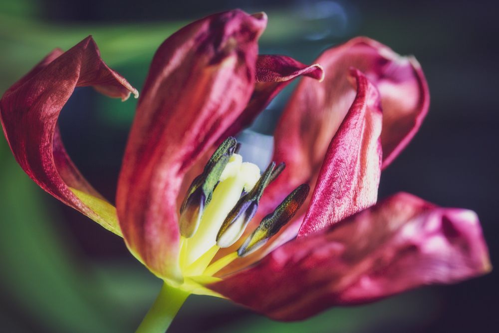 Die verwelkte Tulpe Foto & Bild | rot, makro, tulpen Bilder auf fotocommunity