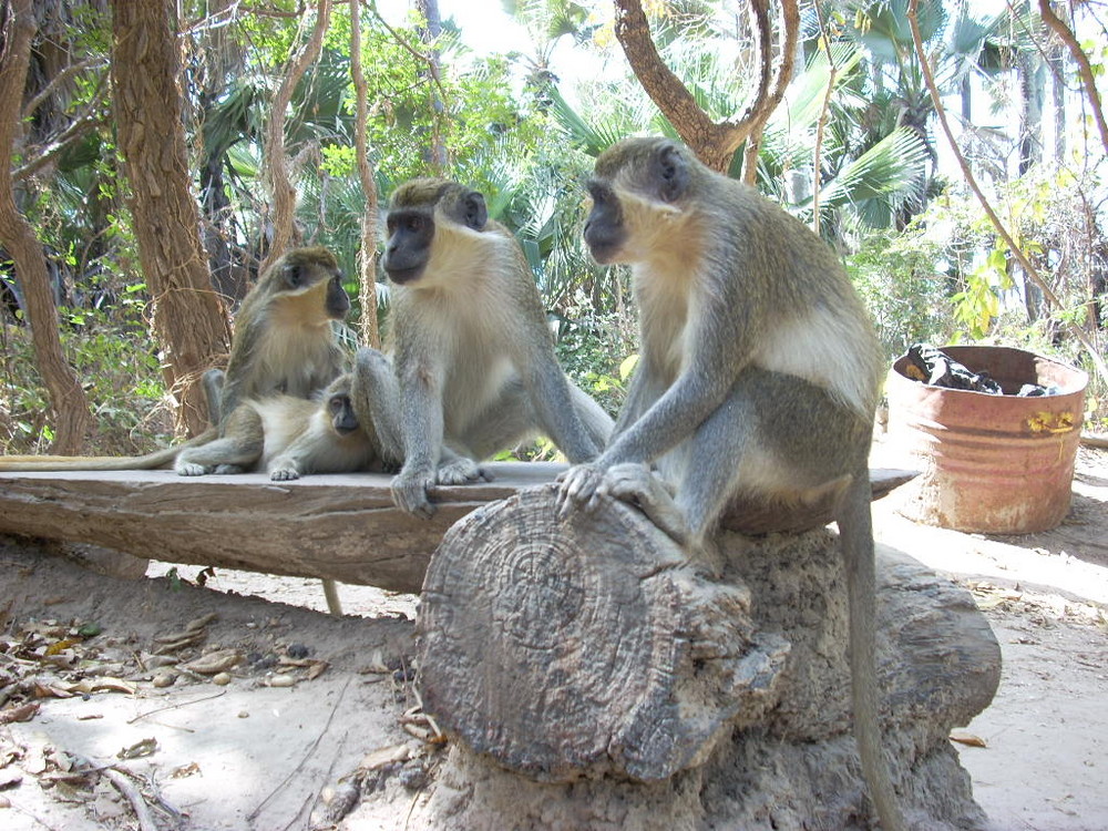 die vier Affen Foto & Bild | tiere, wildlife, säugetiere Bilder auf ...
