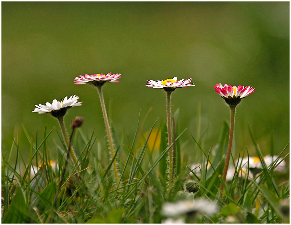 Die vier Grazien... Foto & Bild | natur-kreativ, aufnahmetechniken ...