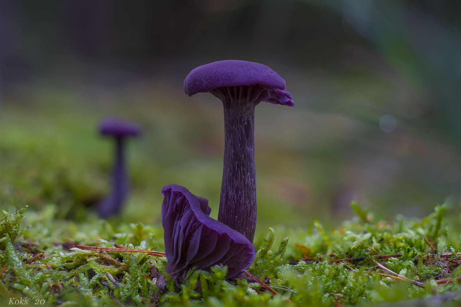 Die Violetten Foto & Bild | wald, makro, natur Bilder auf fotocommunity