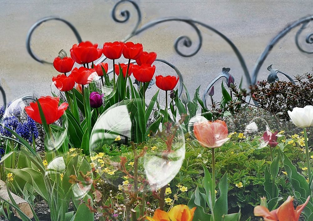 die Vorfreude auf den Frühling ... Foto & Bild | fotos, spezial, tulpen Bilder auf fotocommunity