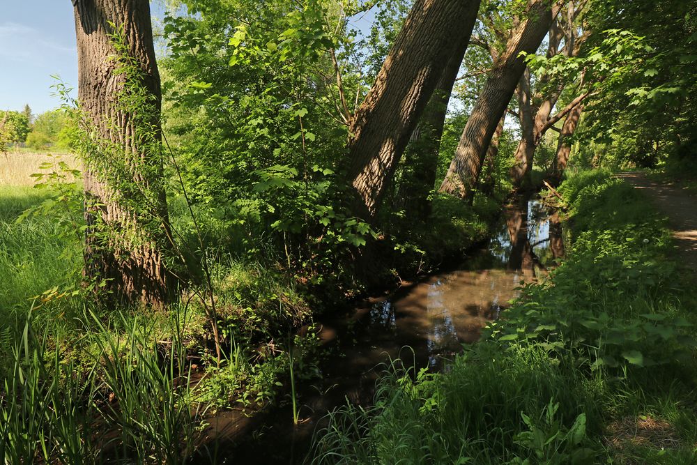 Die Wabe bei Querum Foto & Bild | mai, wasser, bäume Bilder auf ...