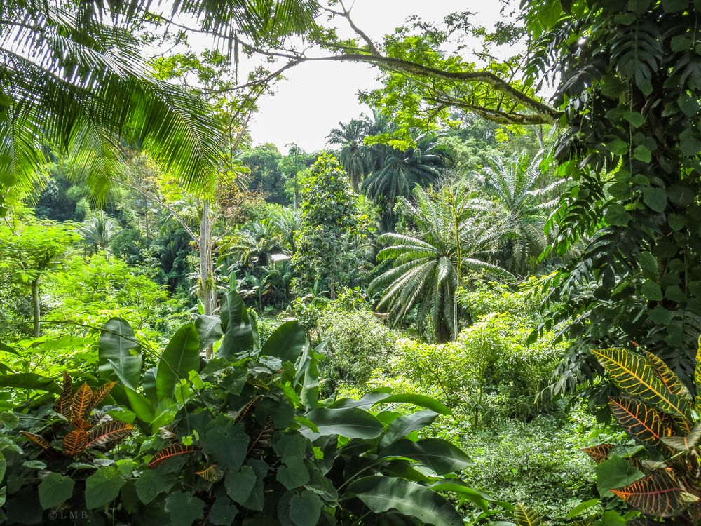 Die Wälder der Tropen Foto & Bild | world, wald, natur Bilder auf ...
