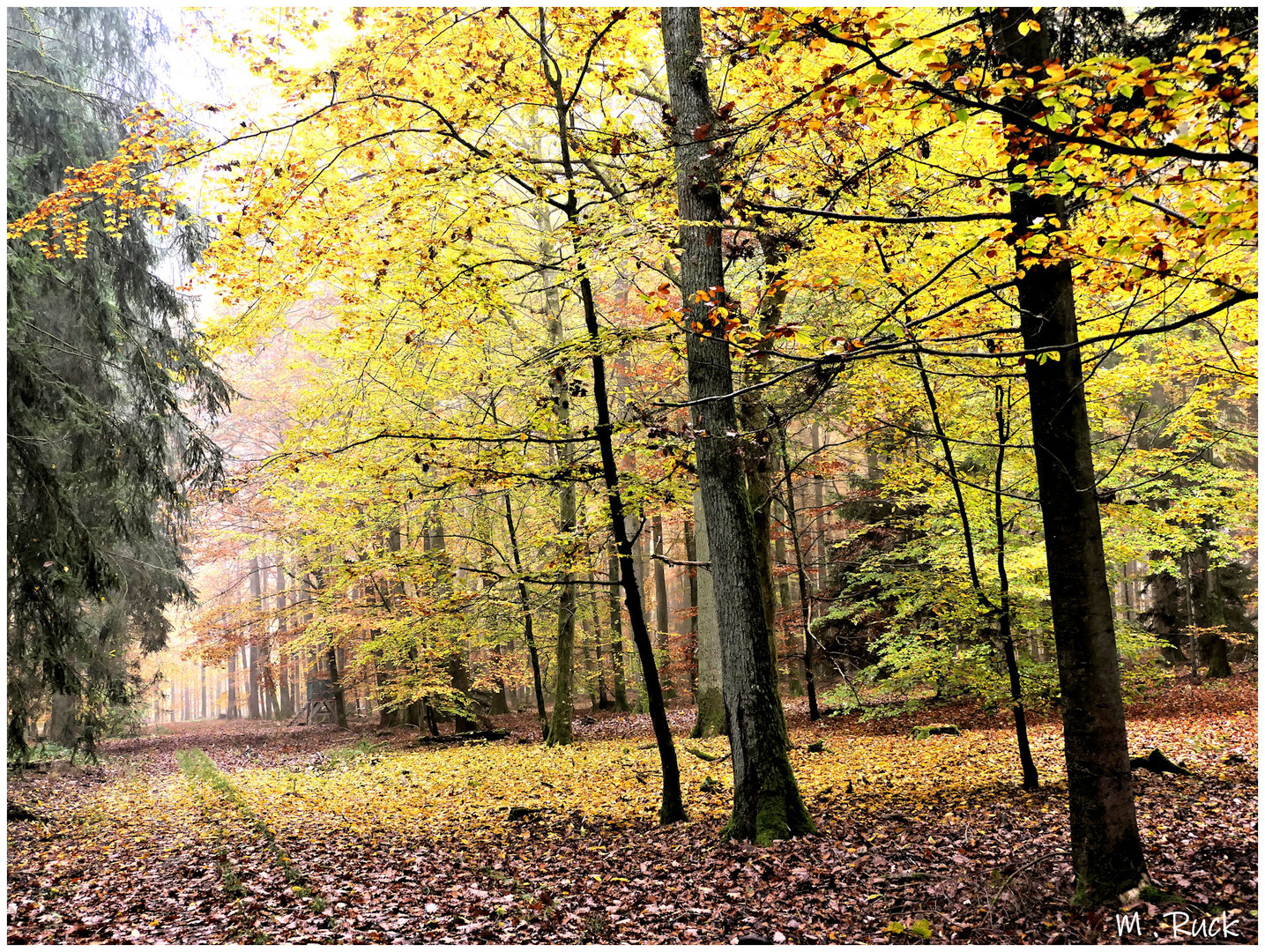 Die Wälder und auch in der Flur , Foto & Bild | landschaft, oktober ...