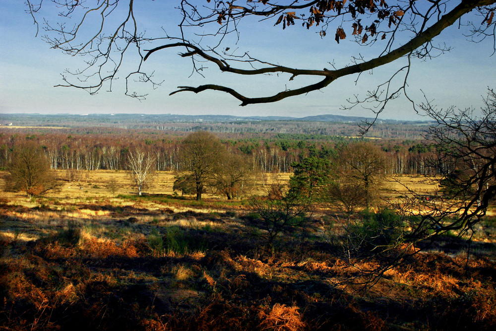 Die Wahner Heide 2008 Foto & Bild | landschaft, rückkehr der natur ...