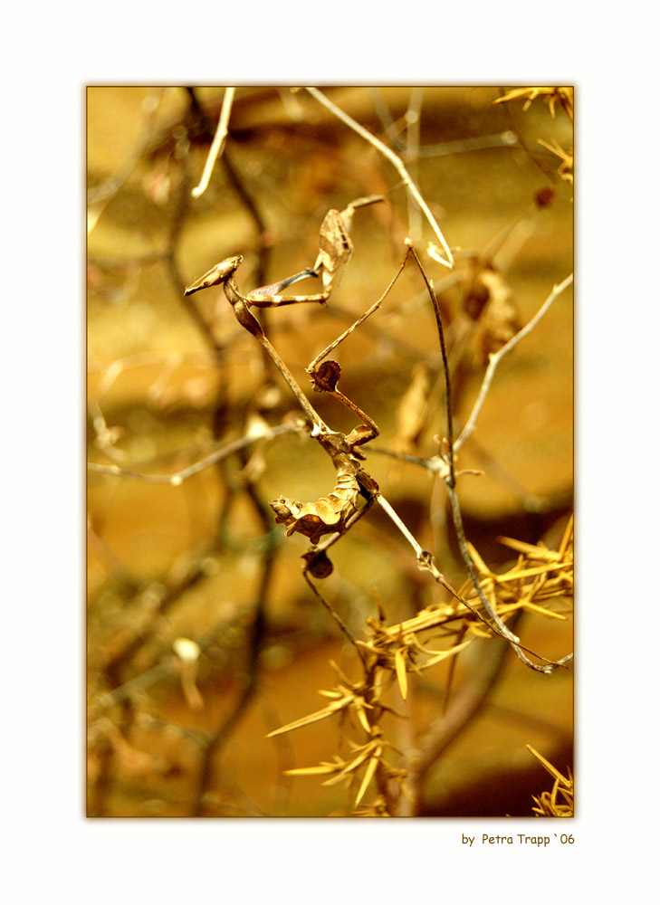 Die wandelnde Geige Foto & Bild | tiere, wildlife, insekten Bilder auf ...