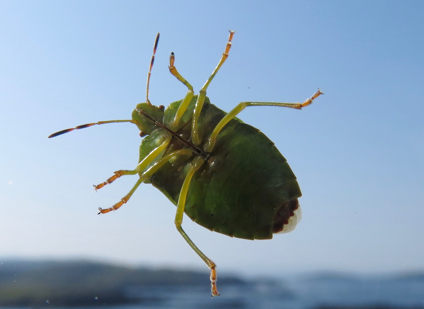Die Wanze. Foto & Bild | tiere, wildlife, insekten Bilder auf fotocommunity