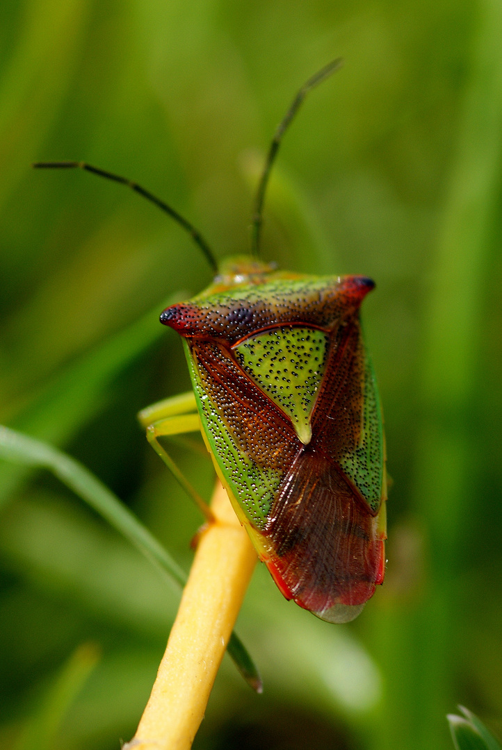 Die Wanze Foto & Bild | tiere, wildlife, insekten Bilder auf fotocommunity
