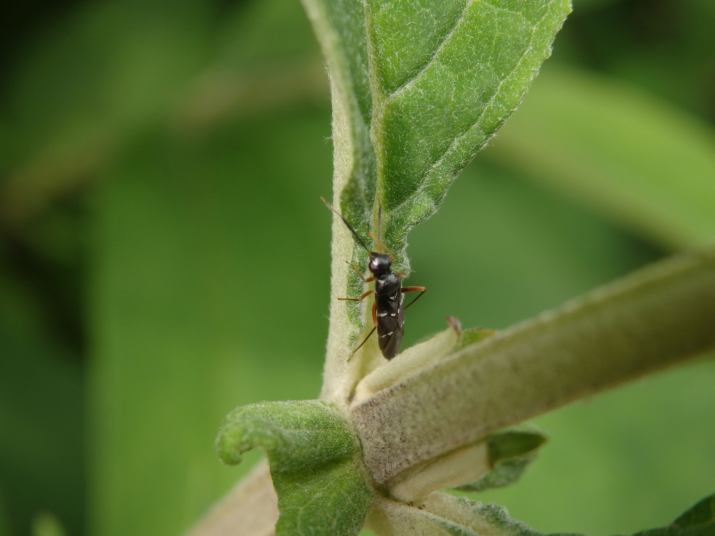 Die Weichwanze Pilophorus perplexus Foto & Bild | tiere, wildlife ...