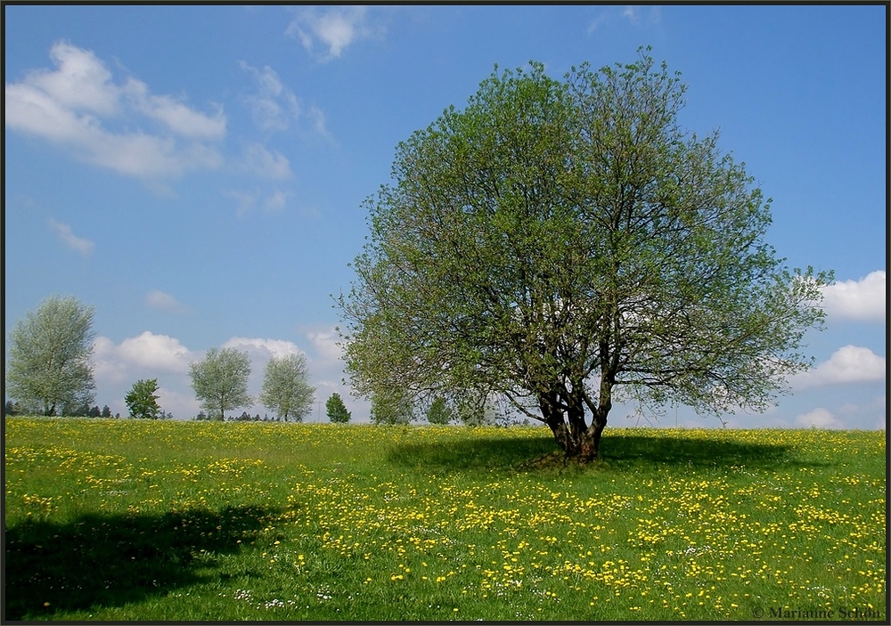 Die Weide im Frühling... Foto & Bild | jahreszeiten, frühling, weide ...