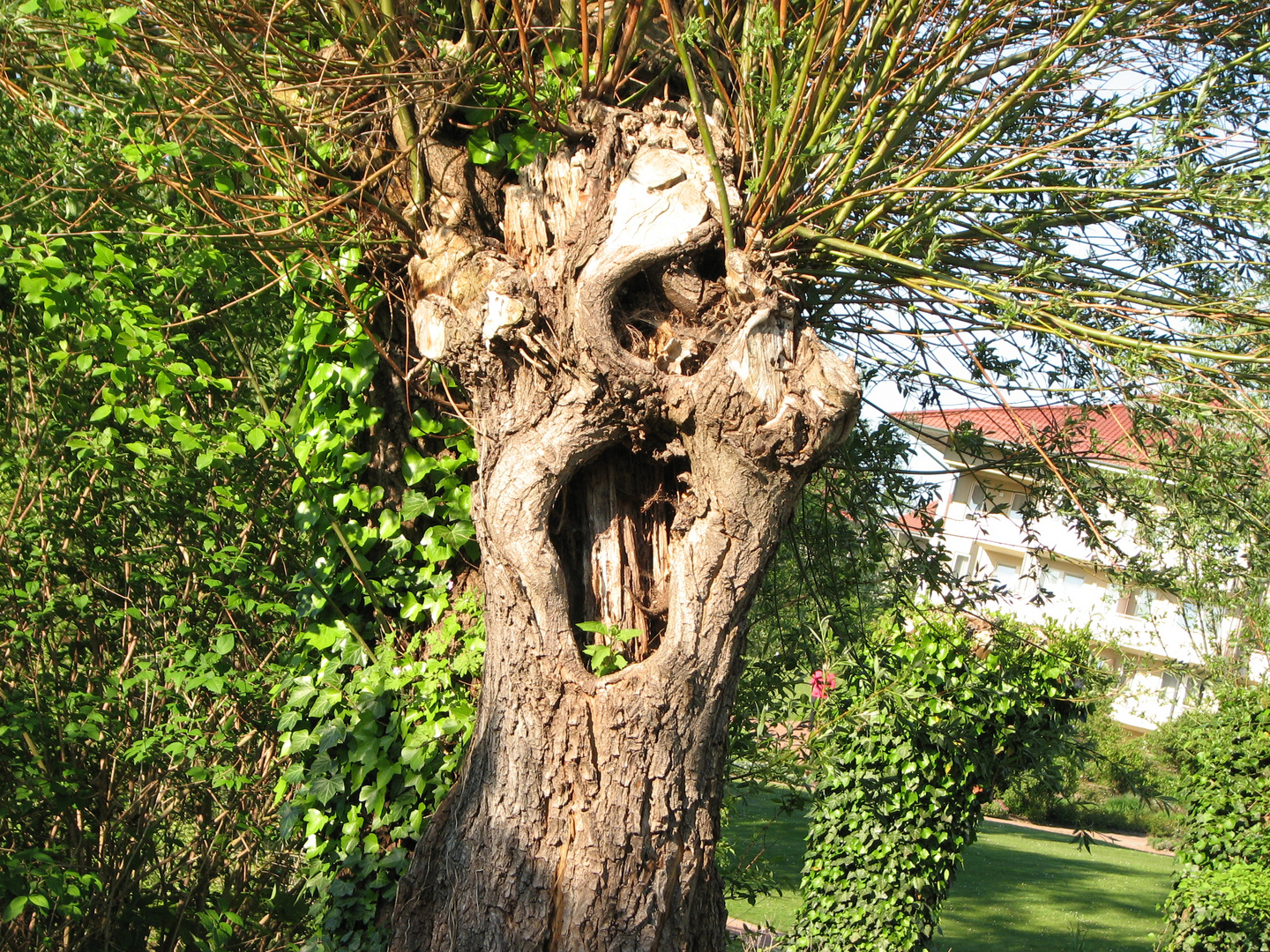 Die Weide schreit Foto & Bild | pflanzen, pilze & flechten, bäume ...