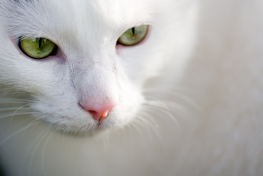 Die weiße Katze Foto & Bild | tiere, haustiere, katzen Bilder auf ...