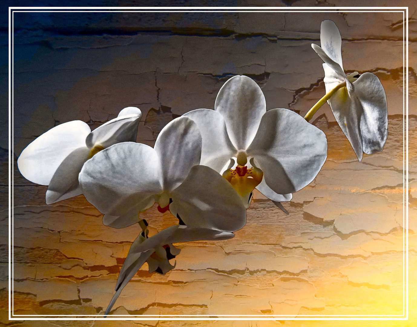 Die weiße Orchidee Foto & Bild | natur, pflanzen, pilze & flechten ...