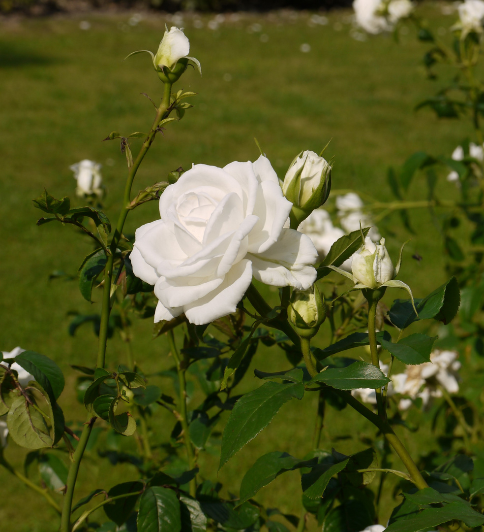 Die weiße Rose Foto & Bild | fotos, flower, world Bilder auf fotocommunity