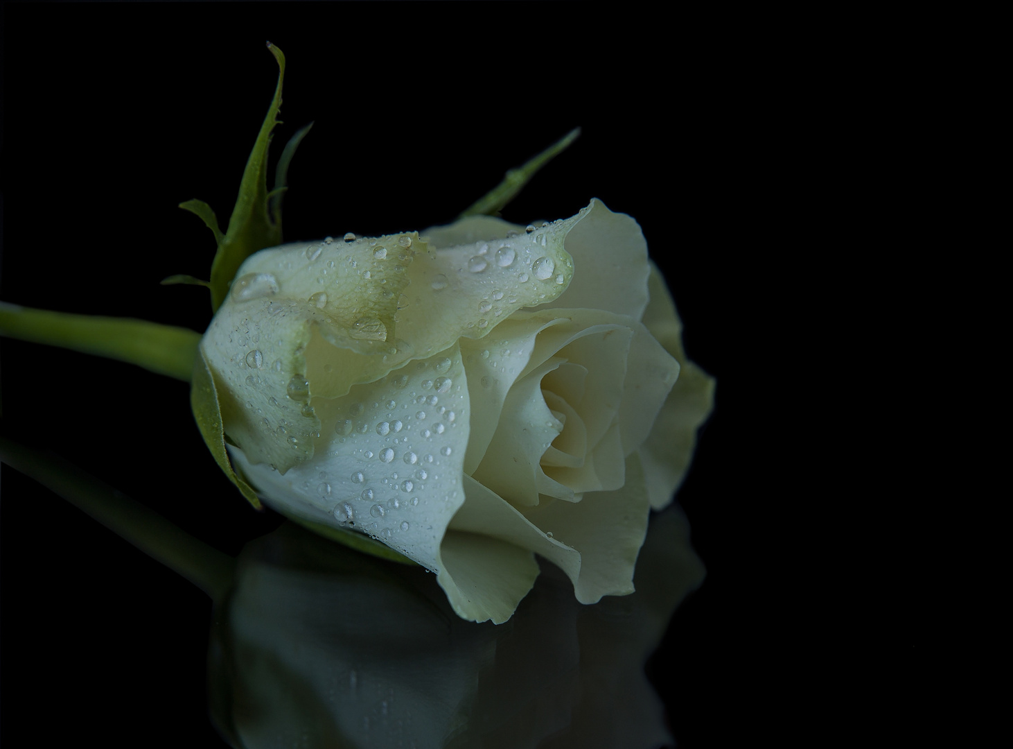 Die weiße Rose Foto & Bild | pflanzen, pilze & flechten, blüten ...