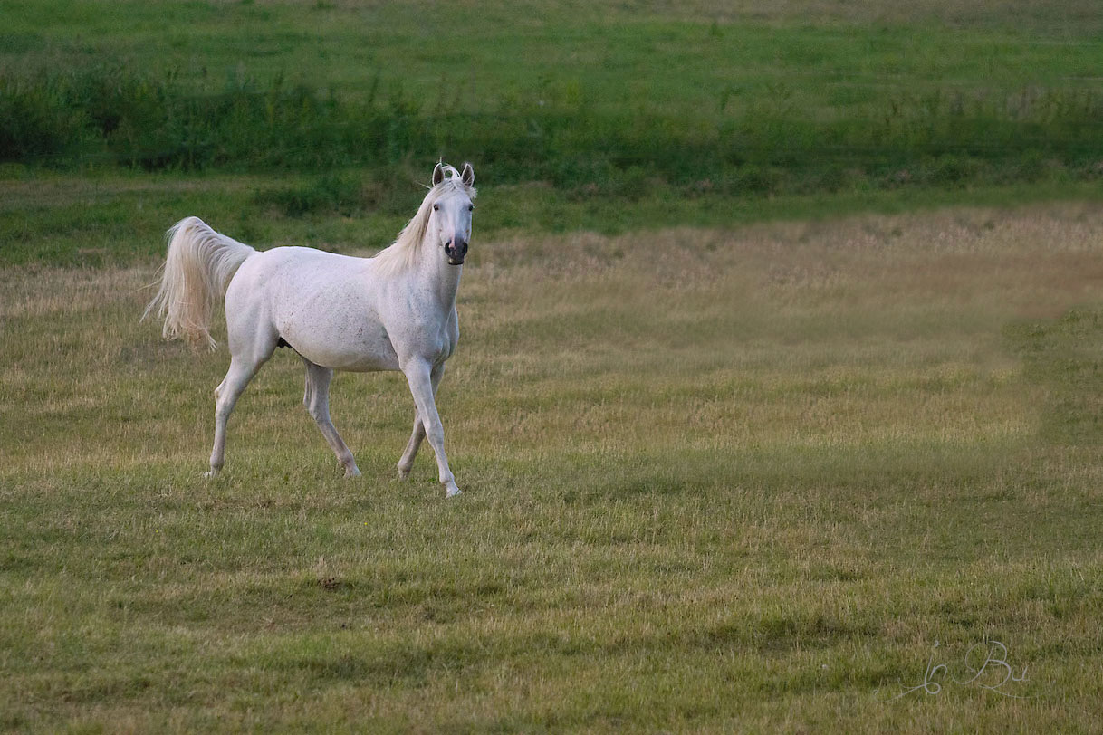 die weisse Stute Foto & Bild | tiere, haustiere, pferde, esel ...