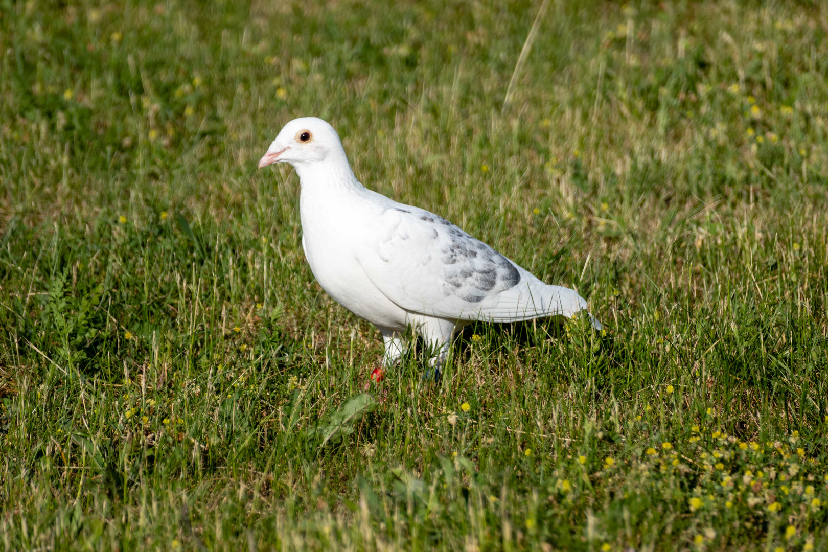 Die weiße Taube Foto & Bild | tiere, haustiere, vögel Bilder auf ...