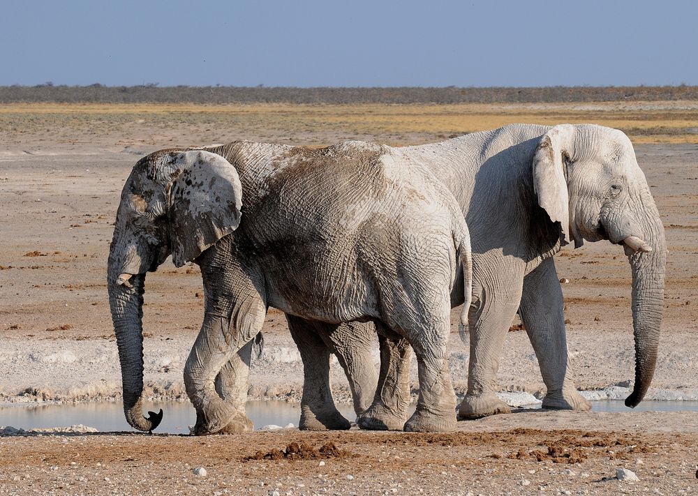 Die weißen Elephanten von Namibia Foto & Bild | africa, southern africa ...