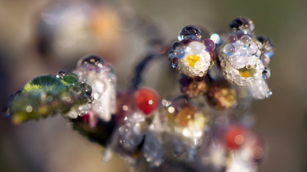 Die Welt der Tropfen Foto & Bild | makro, natur, blume Bilder auf ...