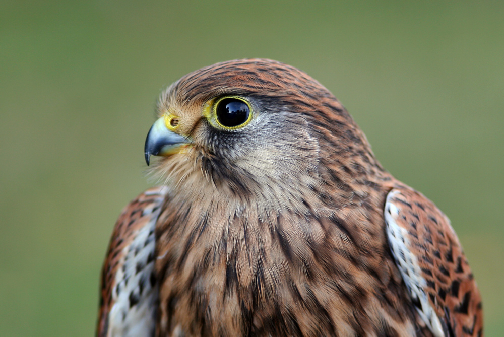 Die Welt im Auge des Falken Foto & Bild | tiere, zoo, wildpark ...