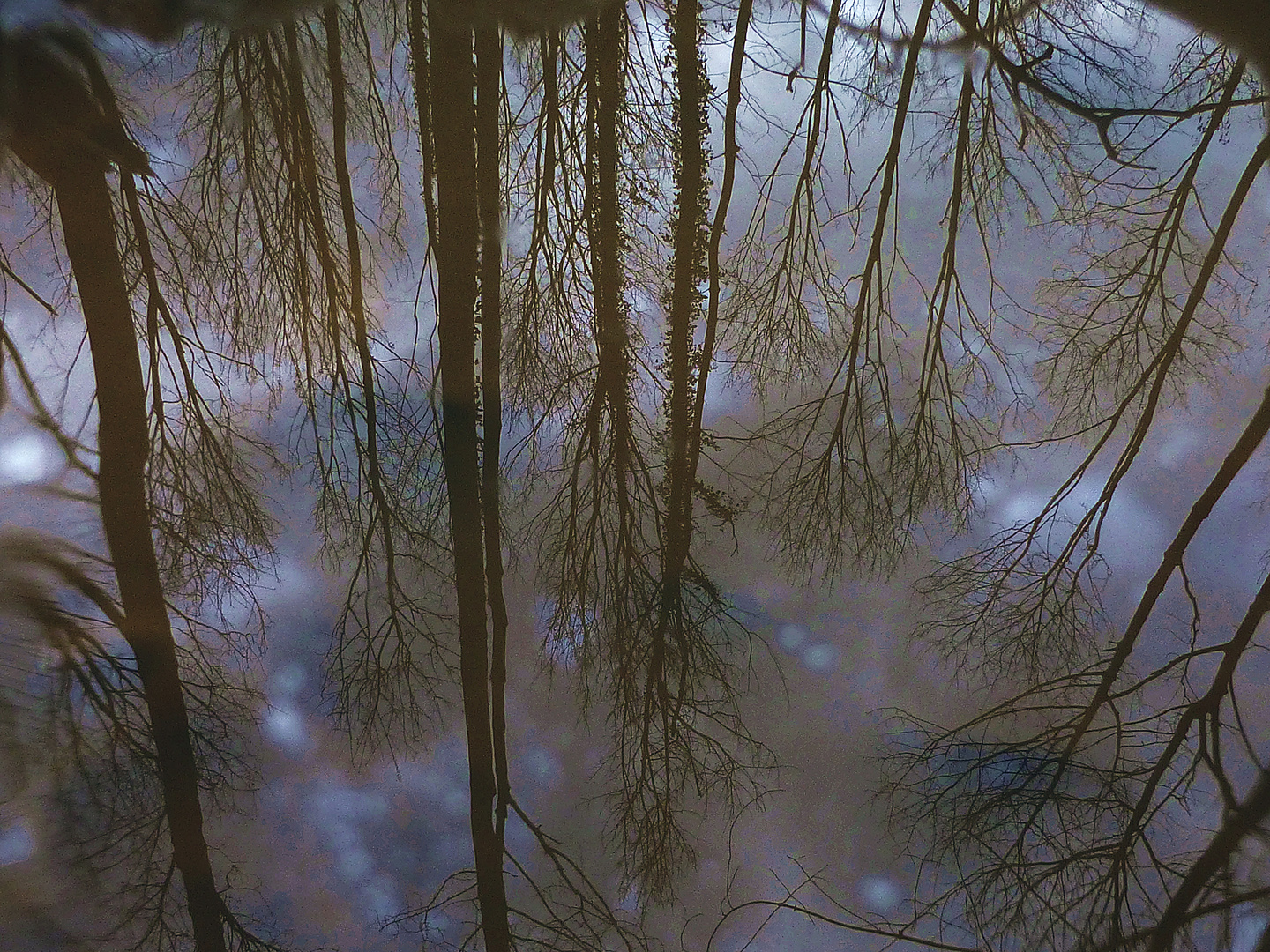 Die Welt, in einer Pfütze steht Kopf Foto & Bild | die elemente, natur Bilder auf fotocommunity