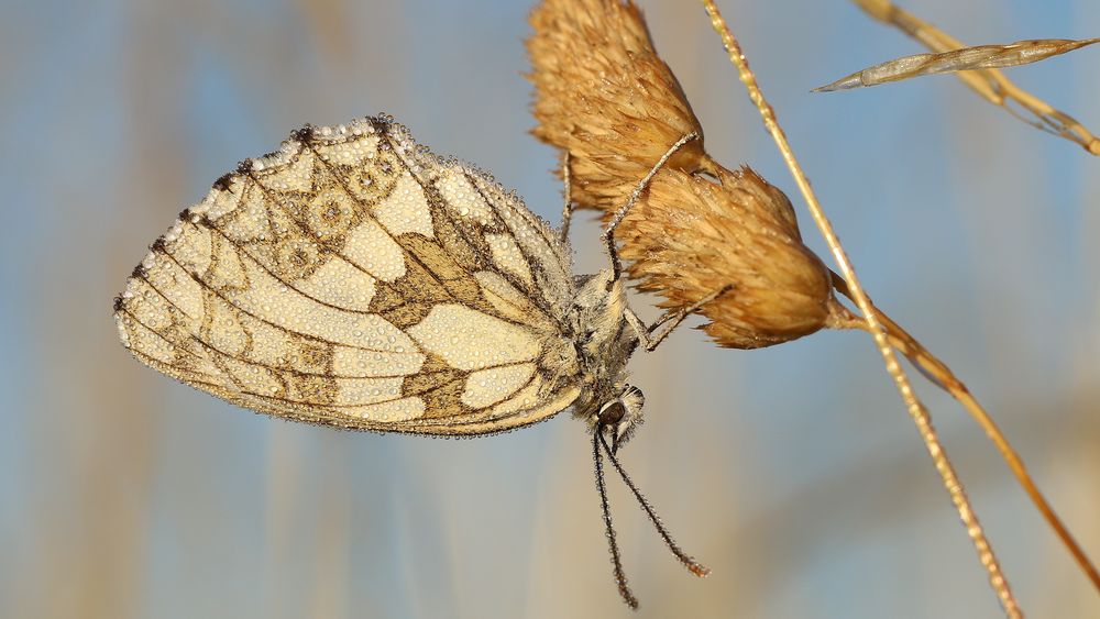 Die Welt steht auf dem Kopf... Foto & Bild | fotos, canon, makro Bilder auf fotocommunity