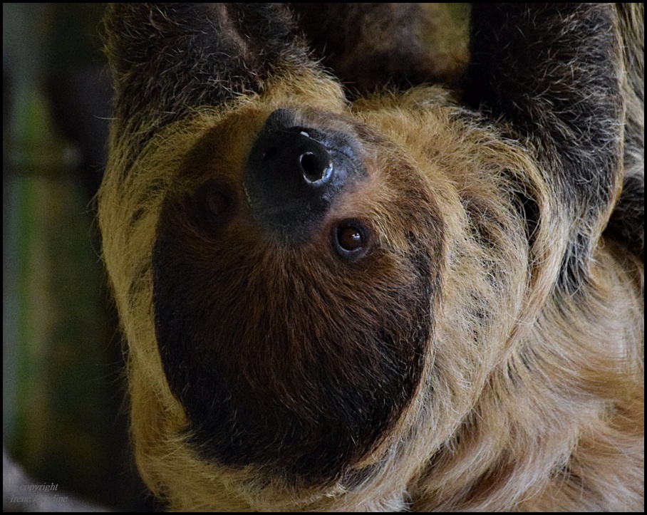 Die Welt steht Kopf !!!! Foto & Bild | bergzoo halle, natur, tiere Bilder auf fotocommunity