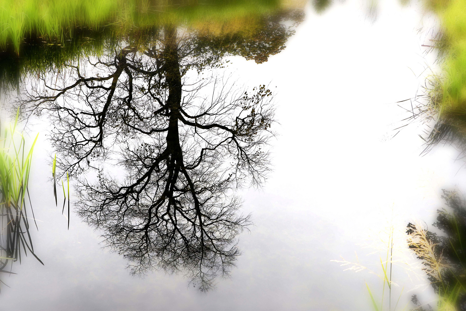 Die Welt steht Kopf Foto & Bild | spezial, bäume, natur Bilder auf fotocommunity