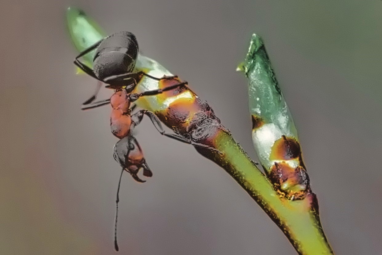 die Welt steht Kopf.... Foto & Bild | tiere, wildlife, insekten Bilder auf fotocommunity