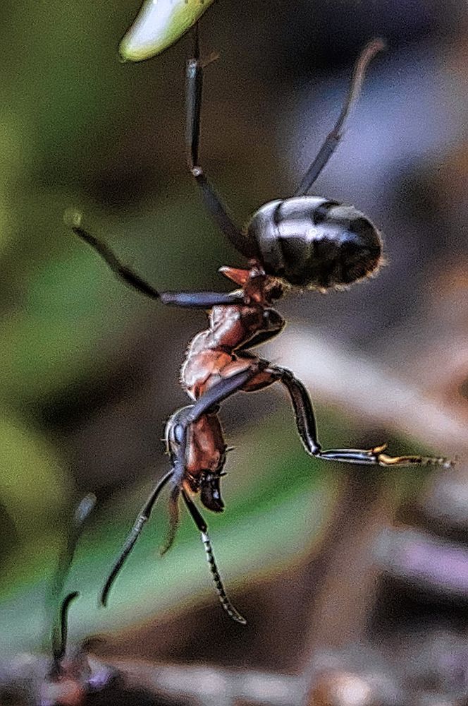 die Welt steht Kopf.... Foto & Bild | tiere, wildlife, insekten Bilder auf fotocommunity