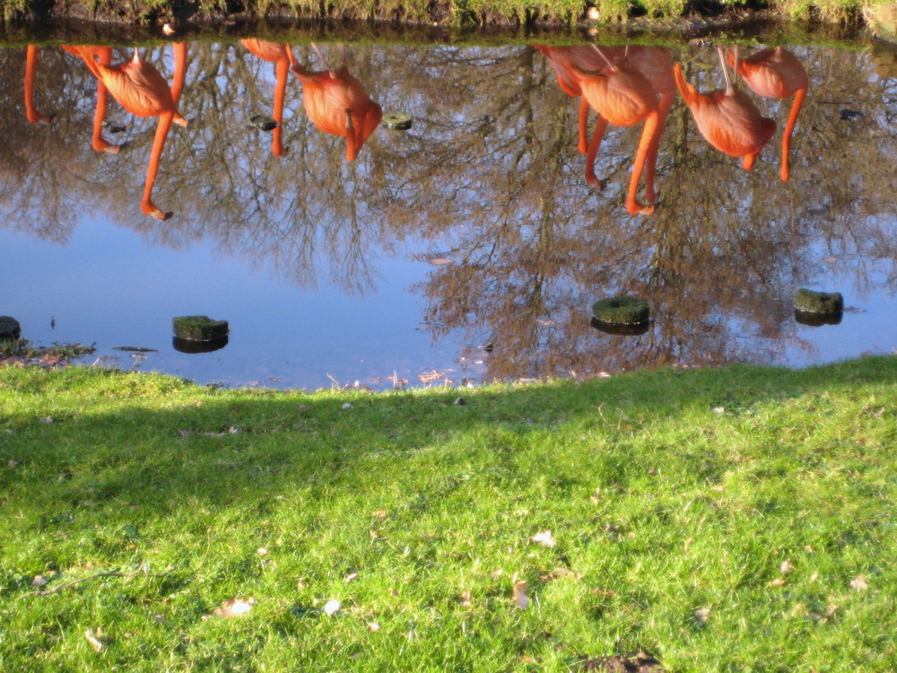 Die Welt steht Kopf. Foto & Bild | tiere, zoo, wildpark & falknerei, vögel Bilder auf fotocommunity