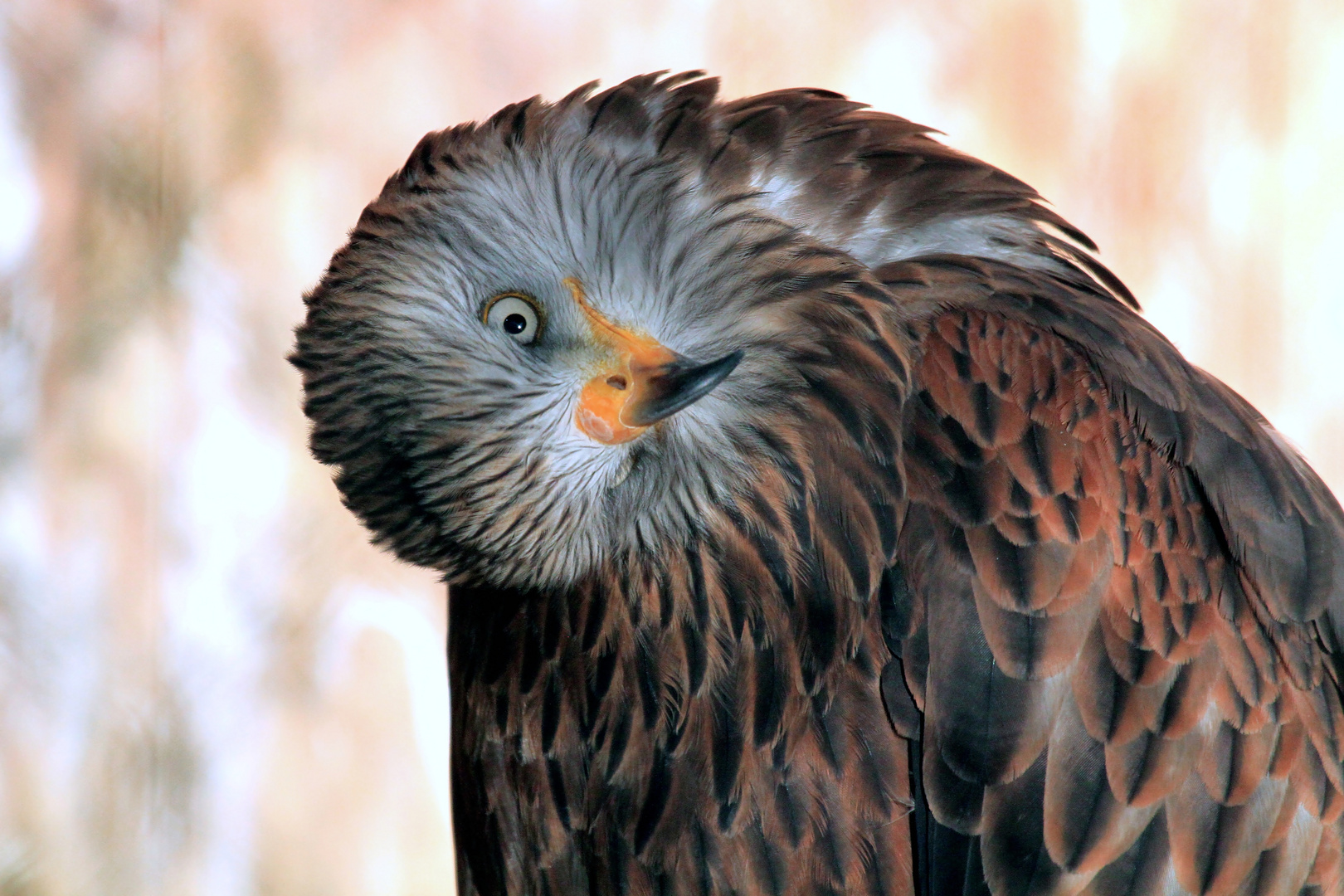 die Welt steht Kopf Foto & Bild | vögel, natur, tiere Bilder auf fotocommunity