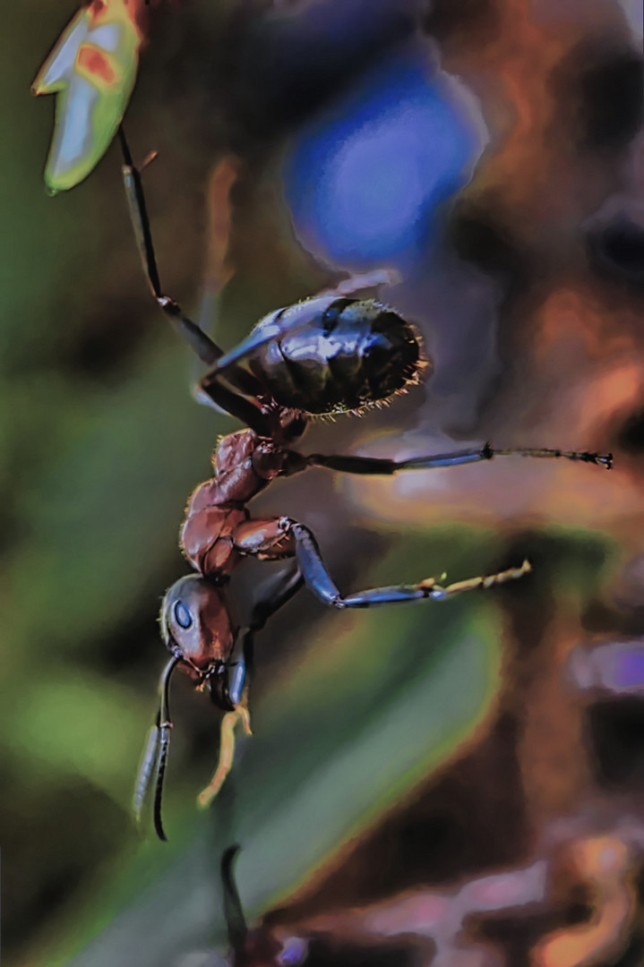 die Welt steht Kopf.... Foto & Bild | tiere, wildlife, insekten Bilder auf fotocommunity