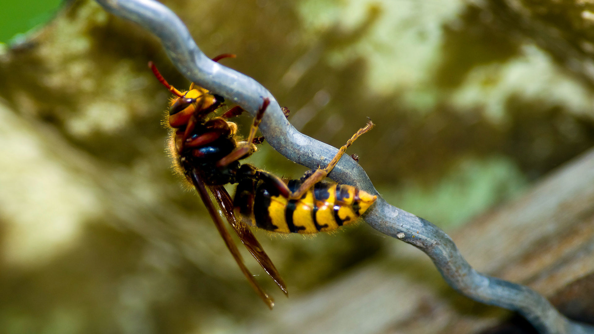 Die Wespe Foto & Bild | natur, nahaufnahme, insekten Bilder auf ...