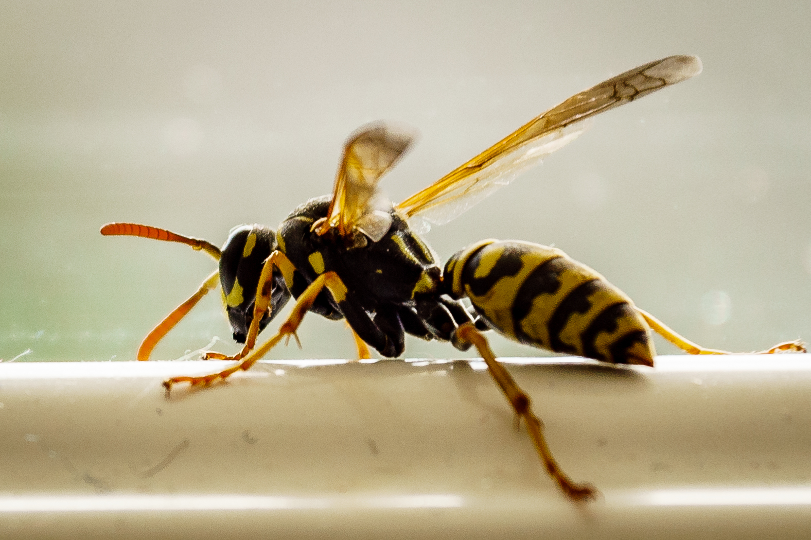 Die Wespe Foto & Bild | tiere, wildlife, insekten Bilder auf fotocommunity