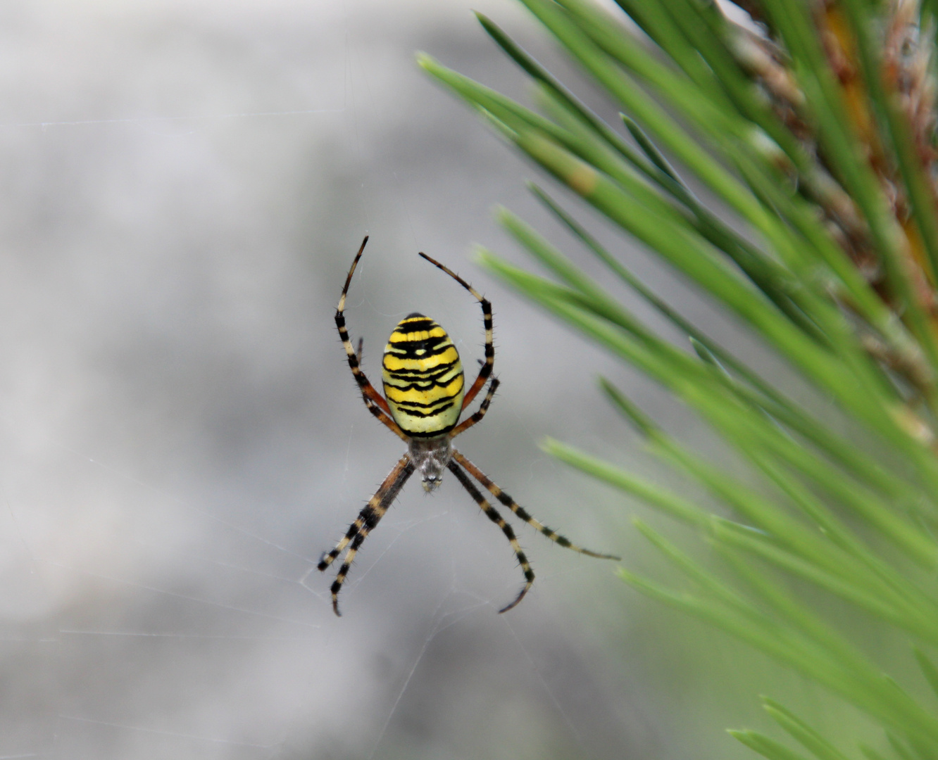 die Wespenspinne (2) Foto & Bild | tiere, wildlife, spinnen Bilder auf ...