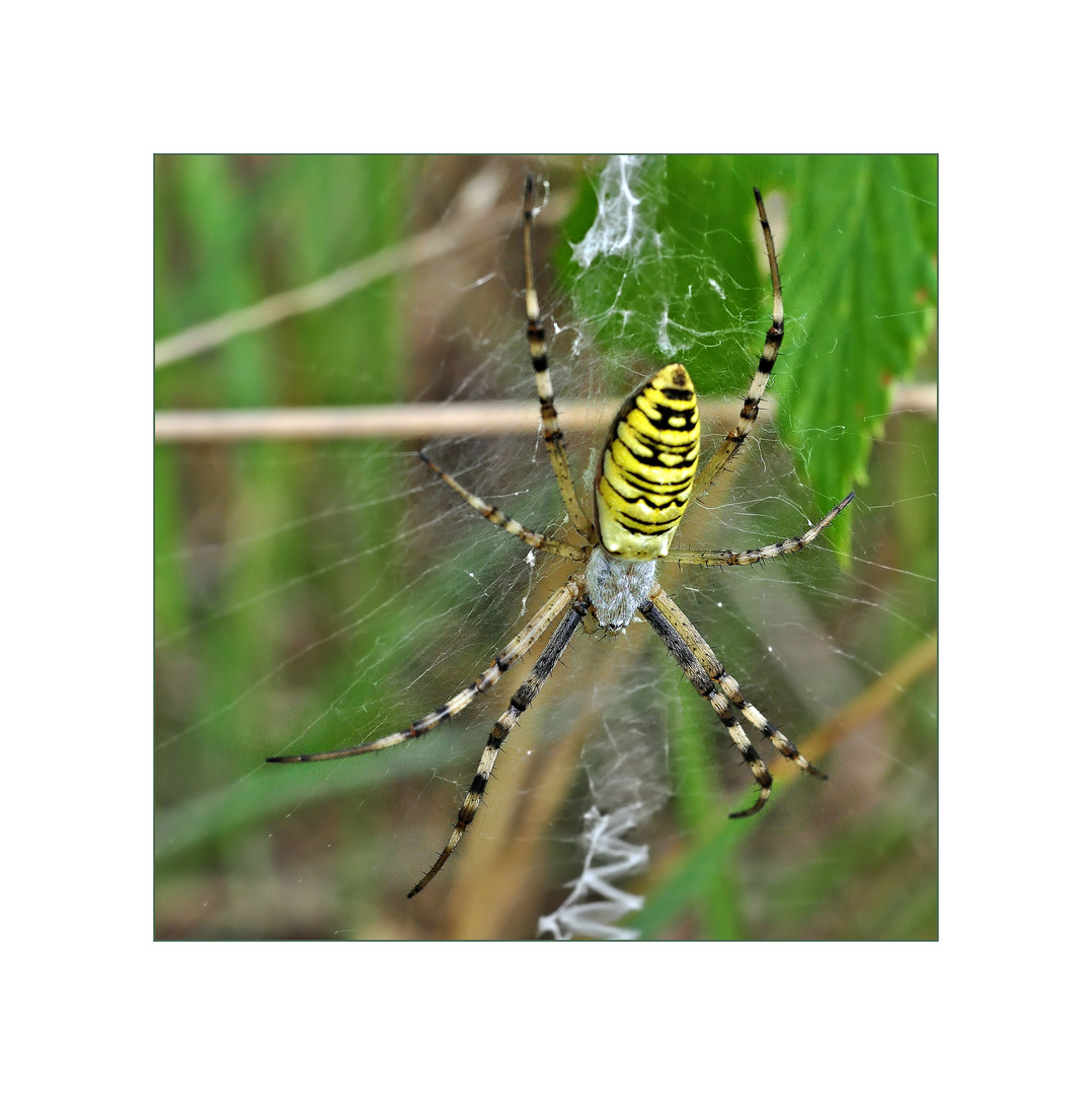 Die Wespenspinne..... Foto & Bild | natur, insekt, wildlife Bilder auf ...