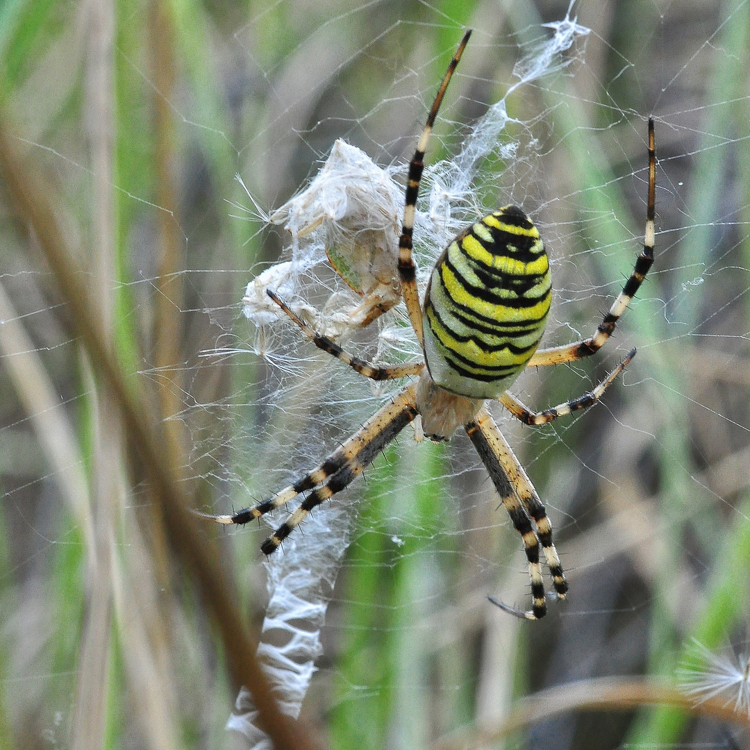 Die Wespenspinne..... Foto & Bild | makro, natur, insekten Bilder auf ...