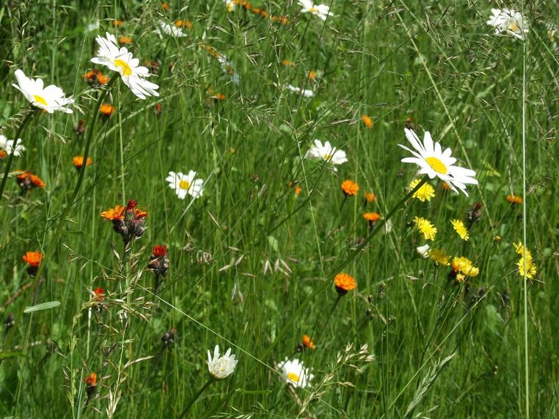 Die Wiese Foto & Bild | landschaft, lebensräume, natur Bilder auf ...