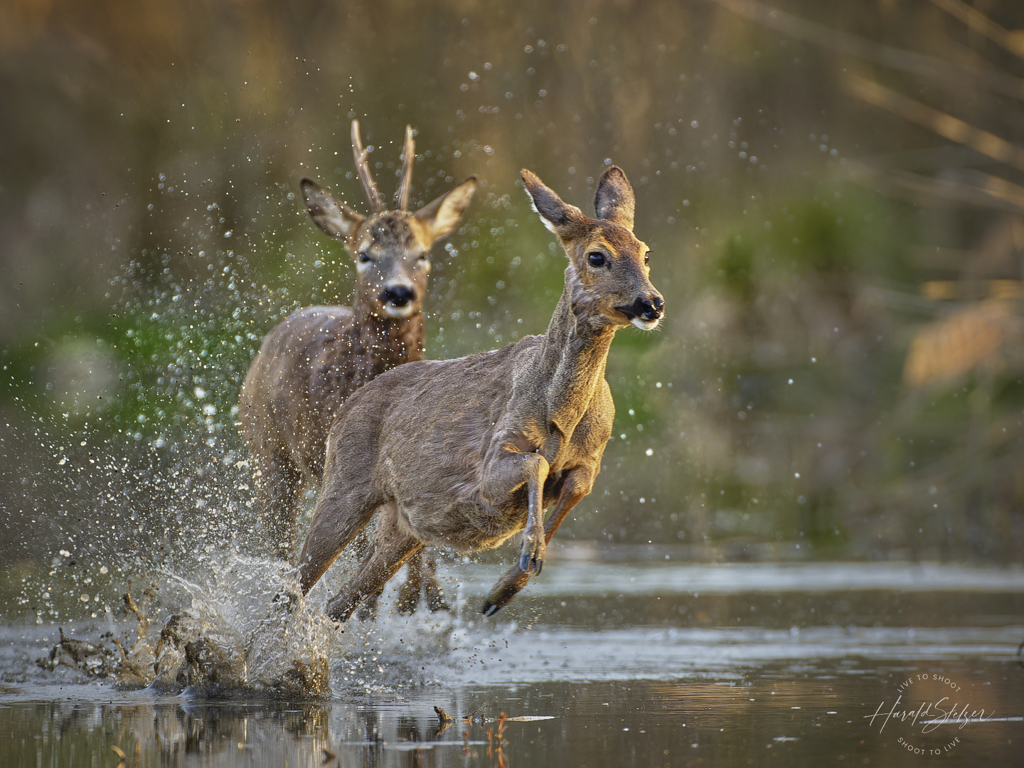 Die wilde Jagd Teil 2 Foto & Bild | tiere, wildlife, säugetiere Bilder ...
