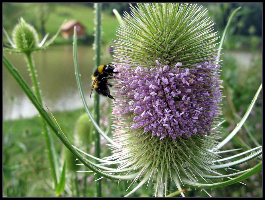 Die "Wilde Karde" Foto & Bild | pflanzen, pilze & flechten, blüten ...