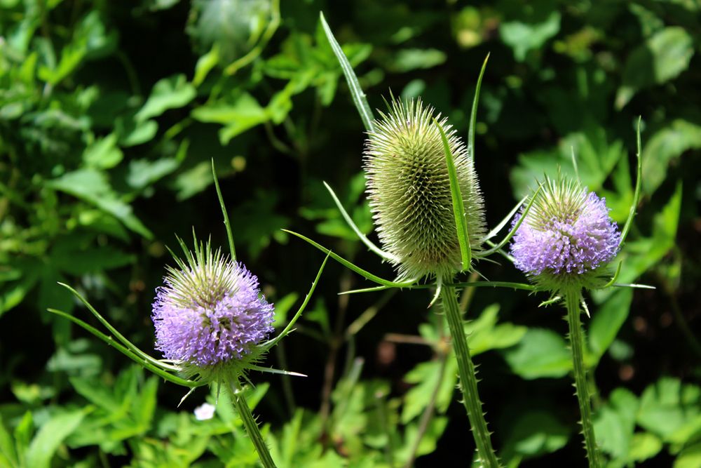 Die wilden Karden Foto & Bild | pflanzen, samen, natur, pflanzen Bilder ...