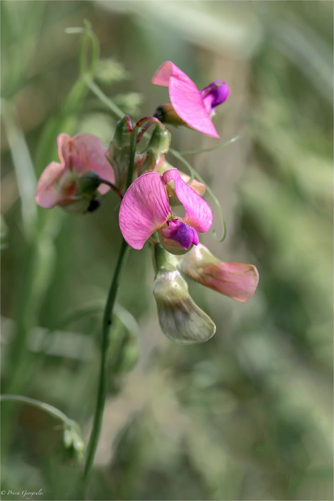 Die Wilden Wicken ... Foto & Bild | spezial, makro, natur Bilder auf ...