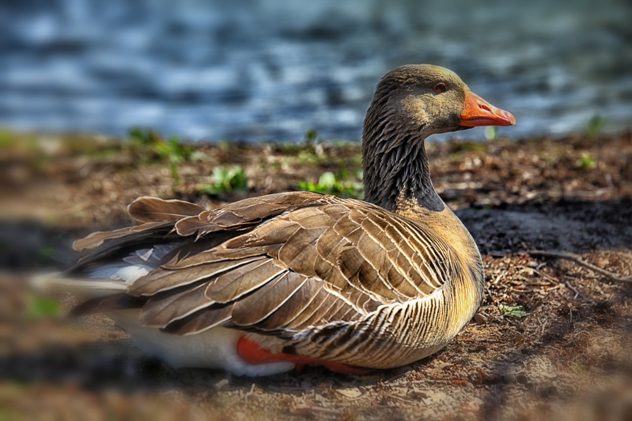 Die Wildgänse kommen..... Foto & Bild | tiere, fotos, outdoor Bilder ...