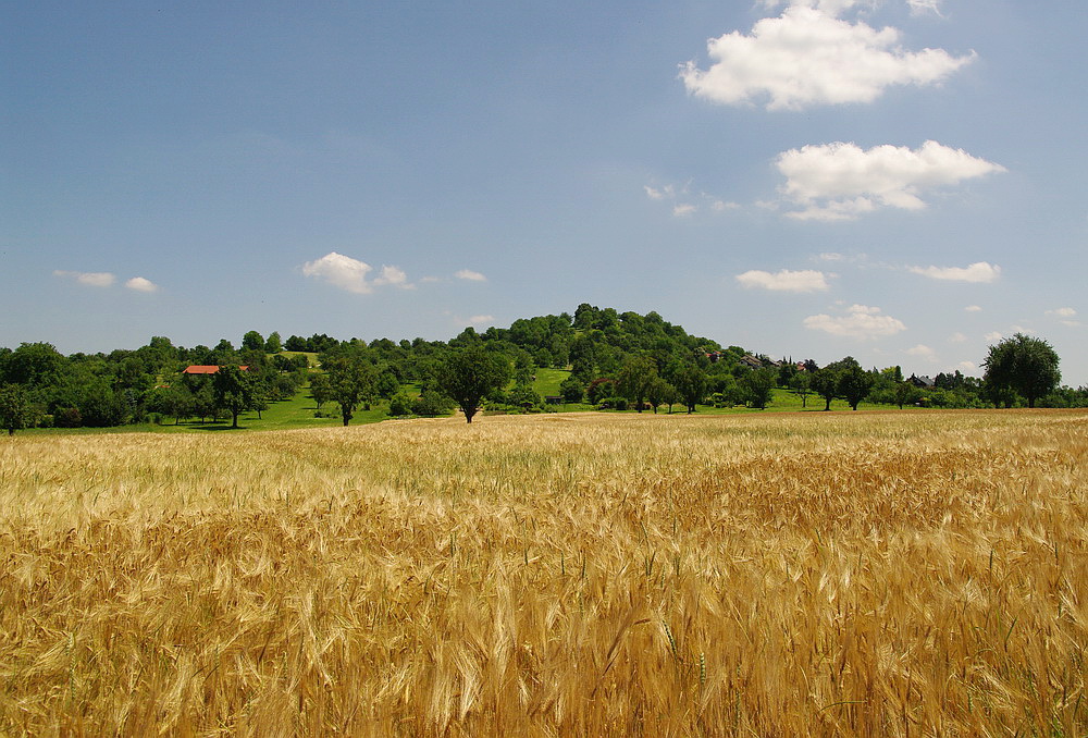 Die Wintergerste ist reif Foto & Bild | jahreszeiten, sommer, natur ...