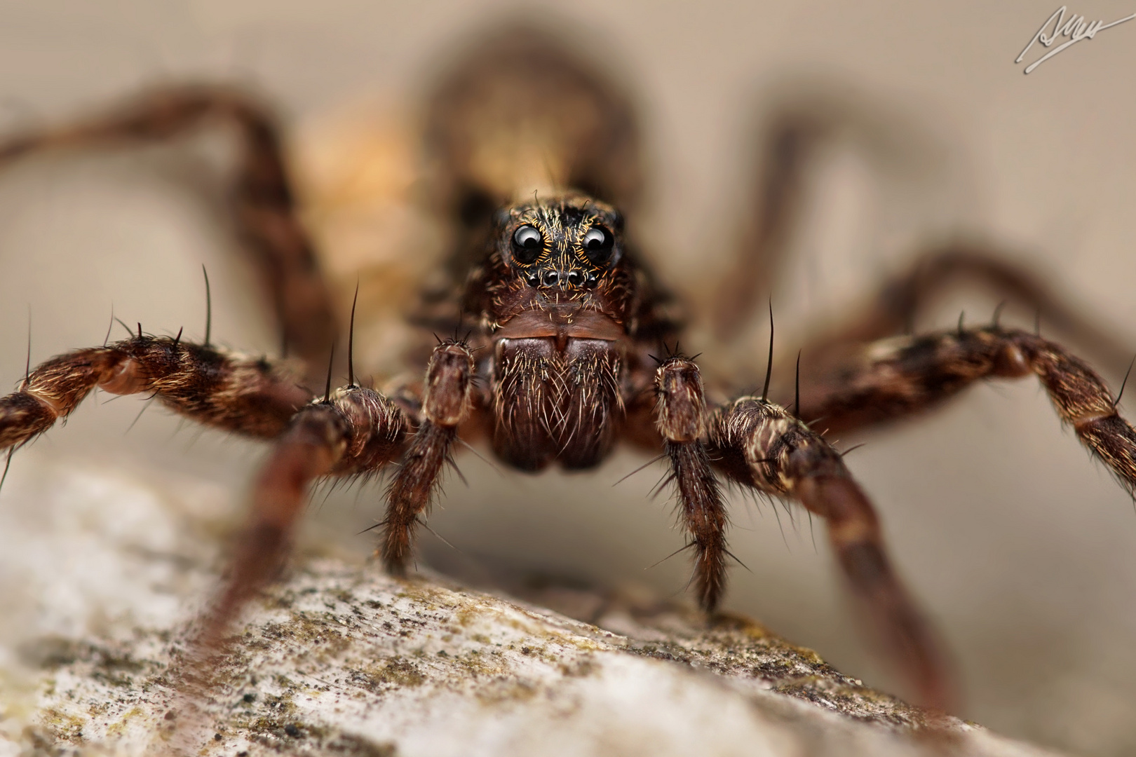 Die Wolfspinne Foto & Bild | tiere, wildlife, spinnen Bilder auf ...